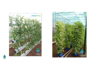 Hydrobloom Corporate Presentation | PDF