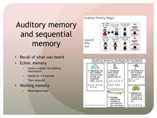 Auditory perception | PDF