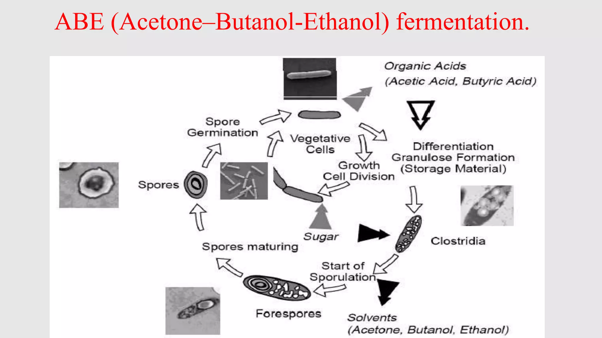 Industrial production of chemical solvents “Acetone” | PPTX