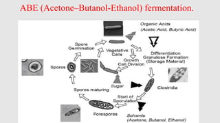 Industrial production of chemical solvents “Acetone” | PPTX