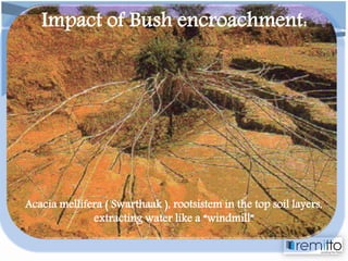 Bush Encroachment | PDF