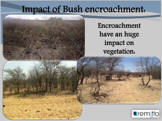 Bush Encroachment