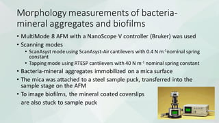 Atomic force microscopy measurements of bacterial adhesion and biofilm ...