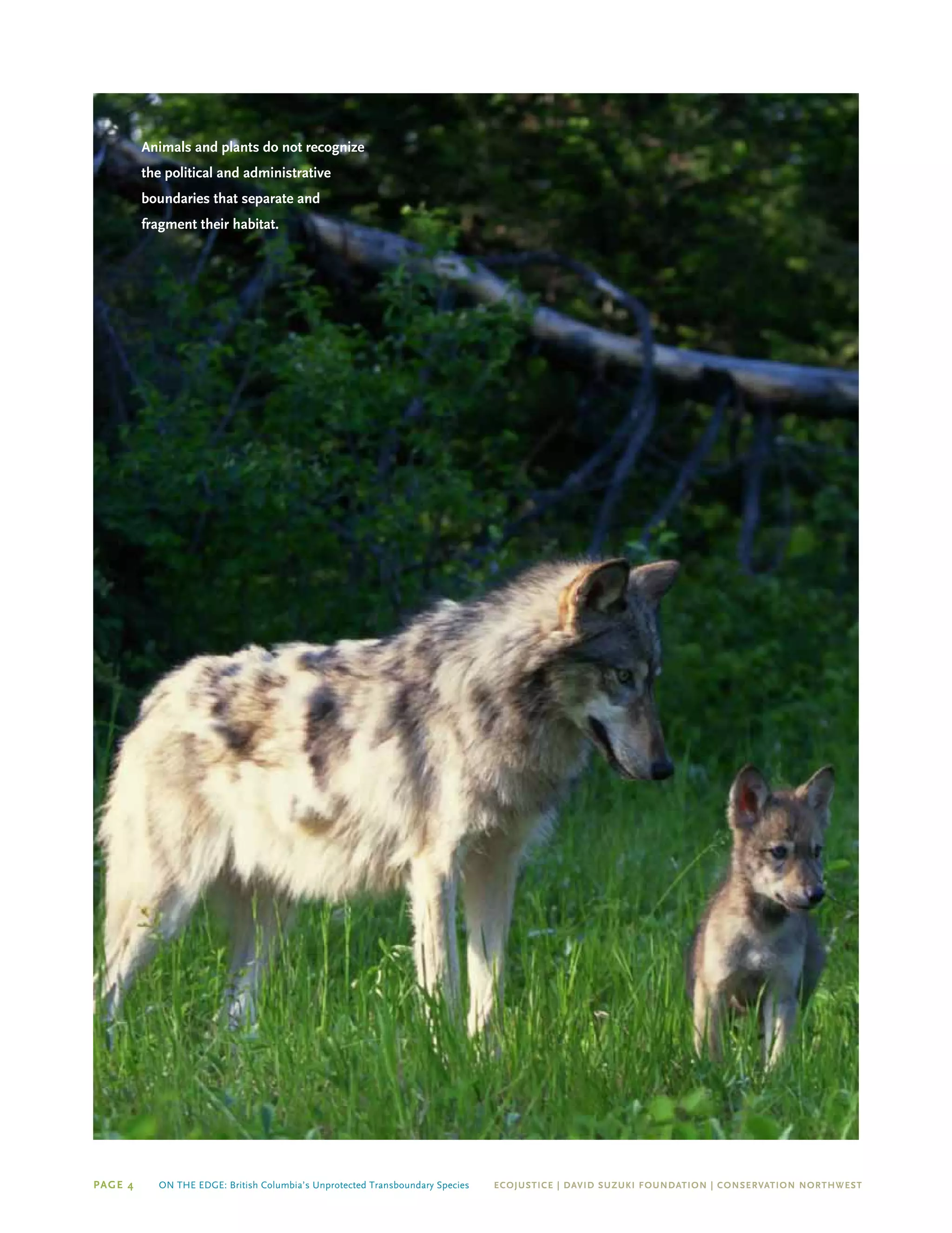 Monarch Butterfly Report | PDF