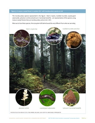 Monarch Butterfly Report | PDF