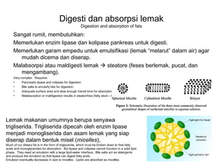 Faal digestif | PPT