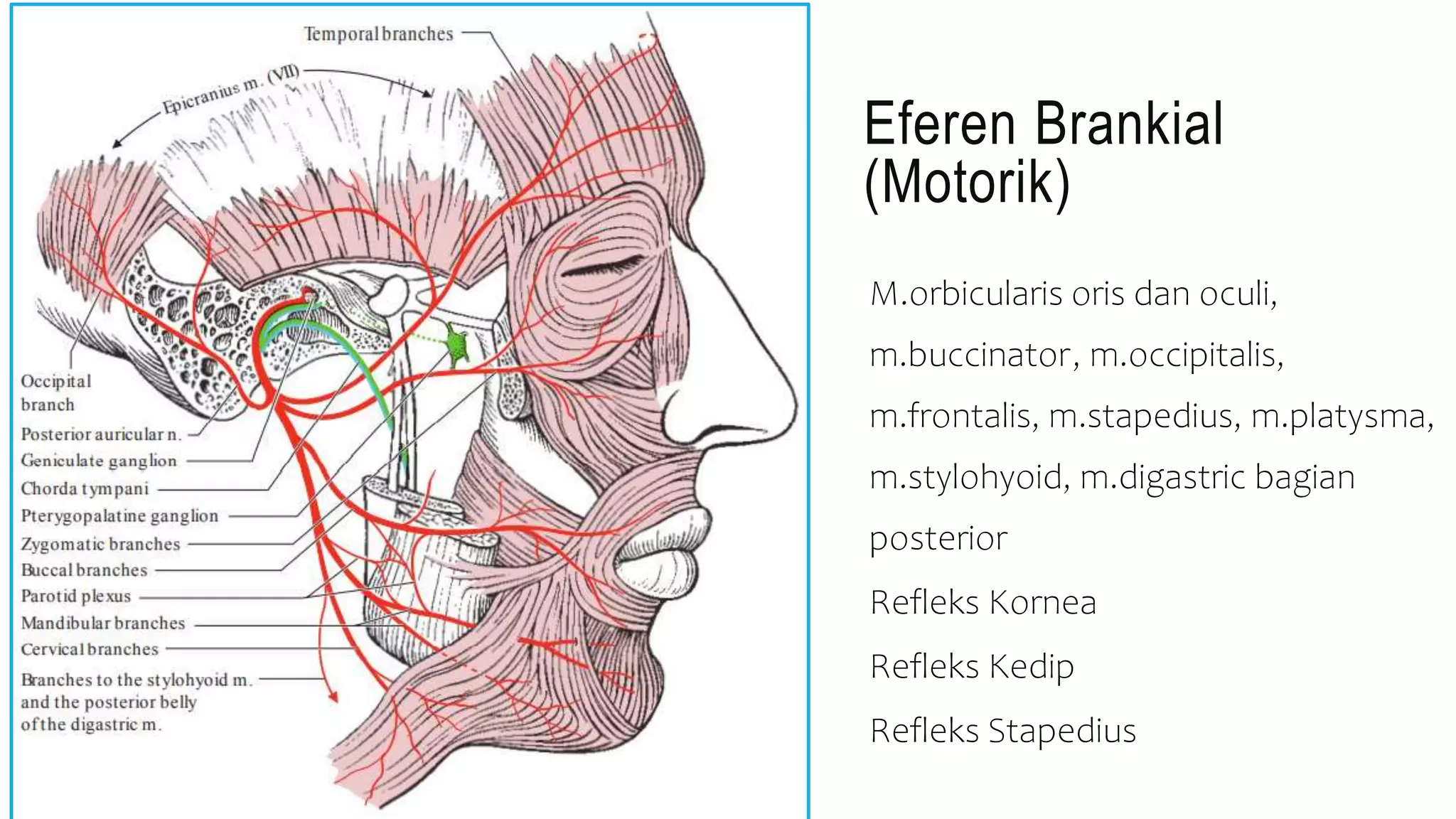 Faal keseimbangan nervus fasialis 2.pptx