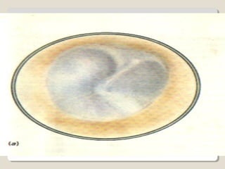 penghirup dan pengecap | PPT