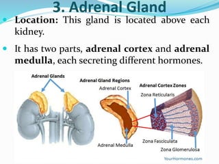 endocrinal glands their location, function and behaviour (part 2) | PPTX