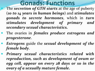 endocrinal glands their location, function and behaviour (part 2) | PPTX