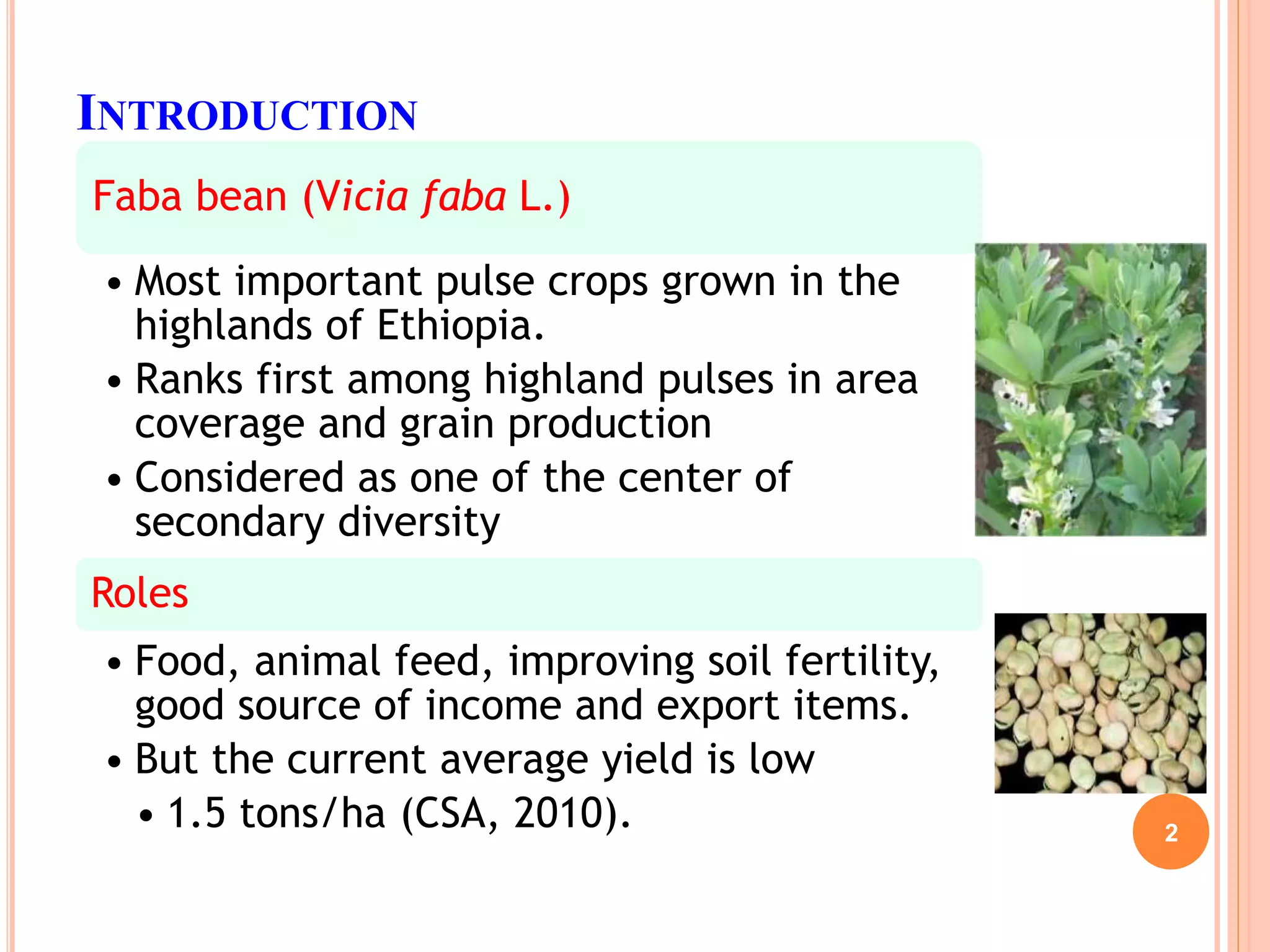 Faba bean root rot defense final.ppt