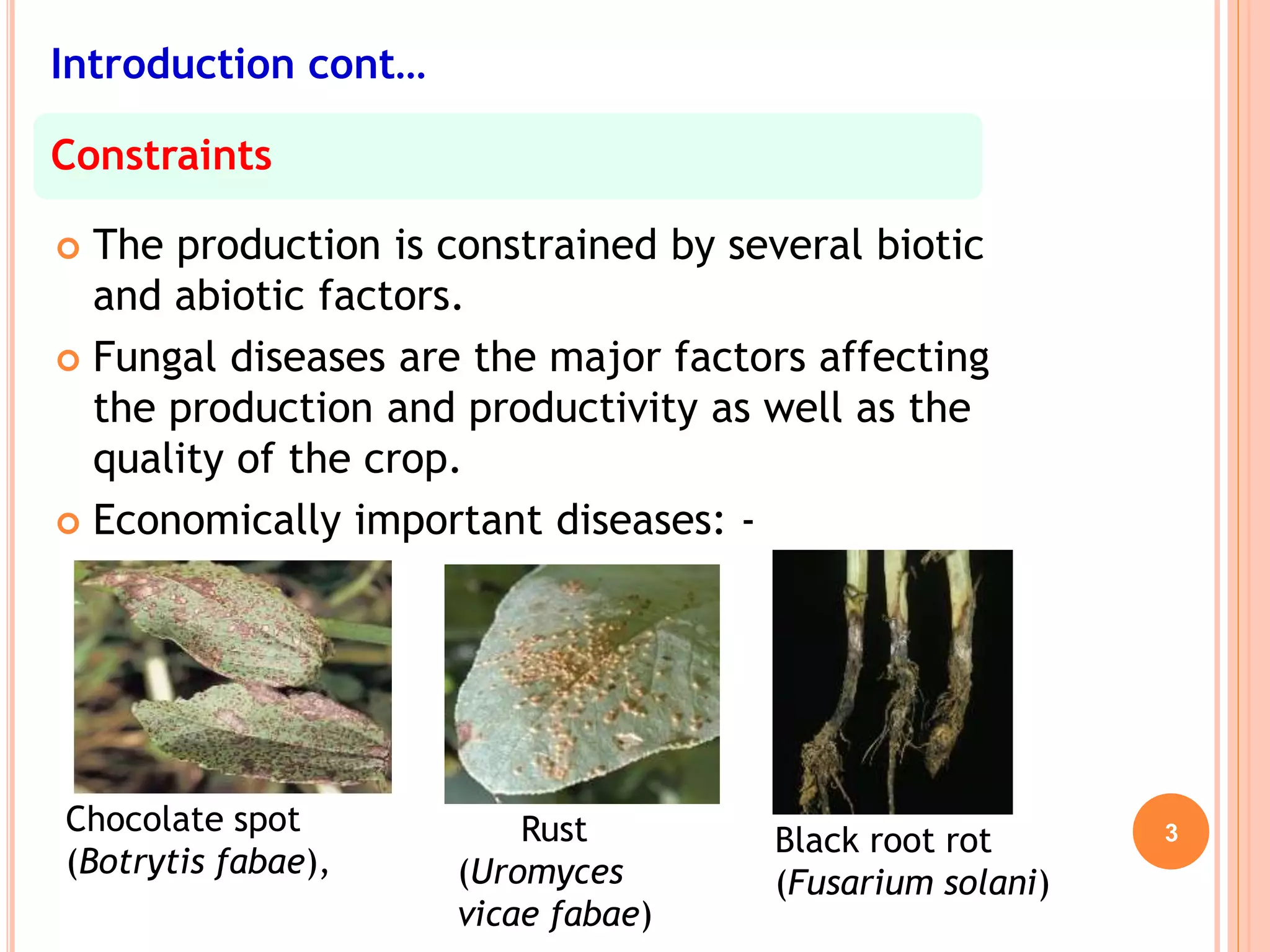 Faba bean root rot defense final.ppt