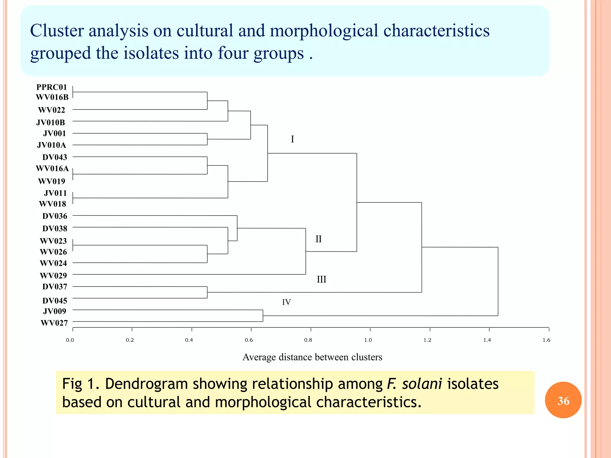 Faba bean root rot defense final.ppt