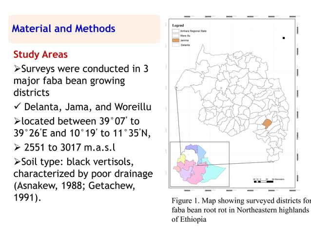 Faba bean root rot defense final.ppt