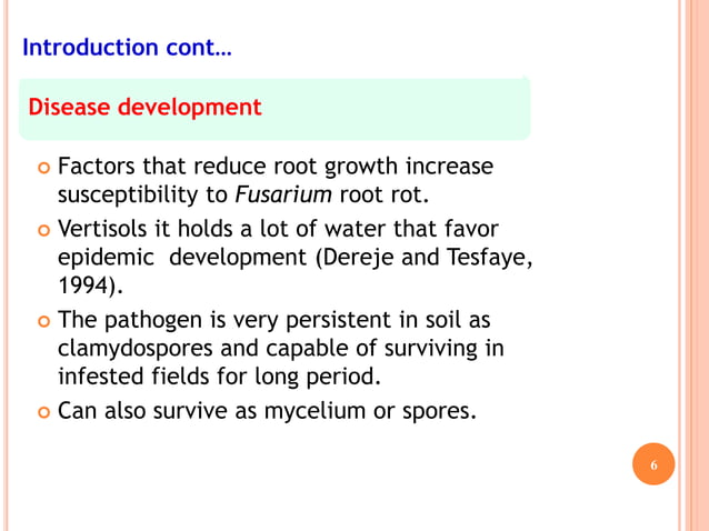 Faba bean root rot defense final.ppt