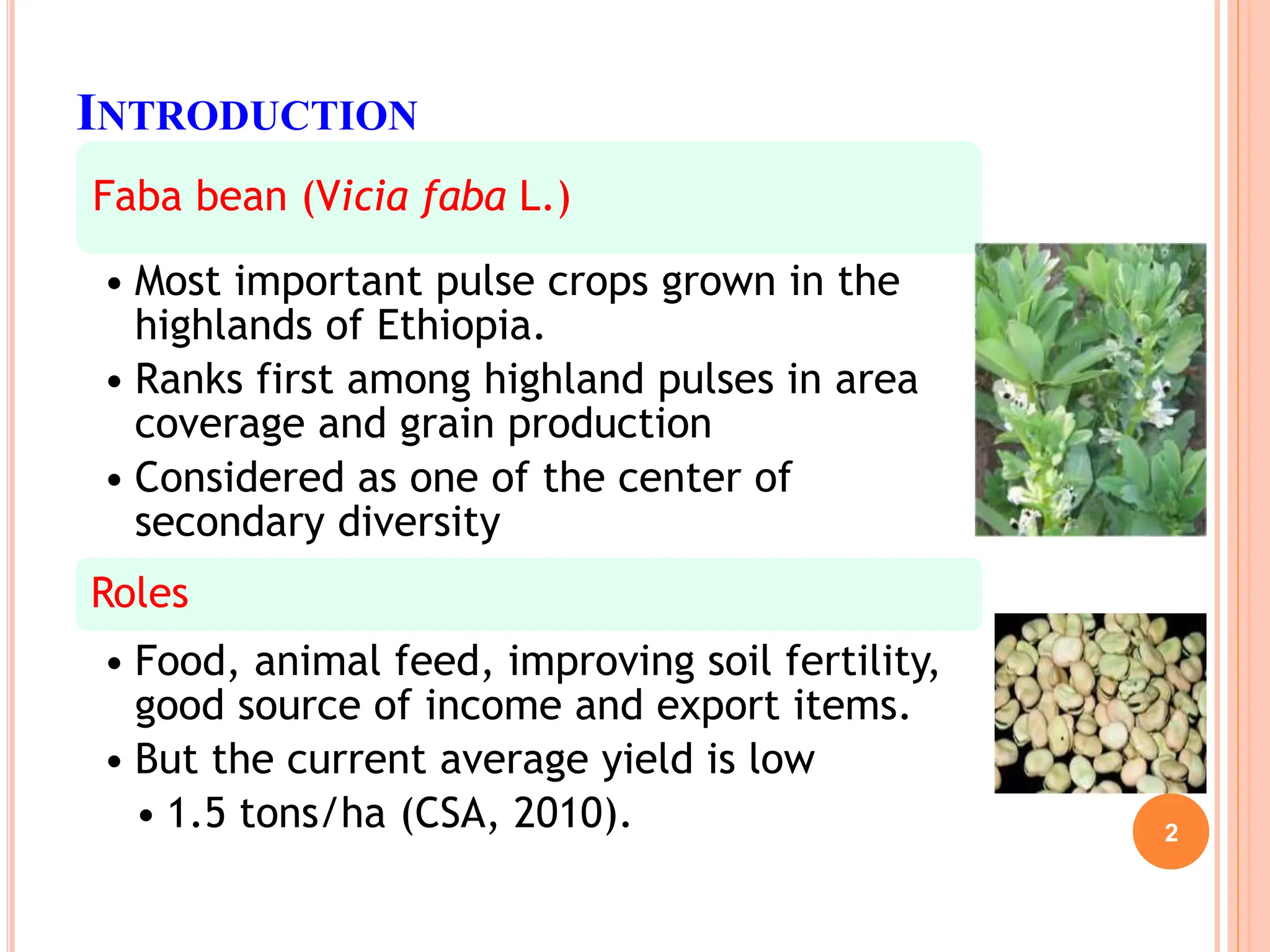 Faba bean root rot defense final.ppt