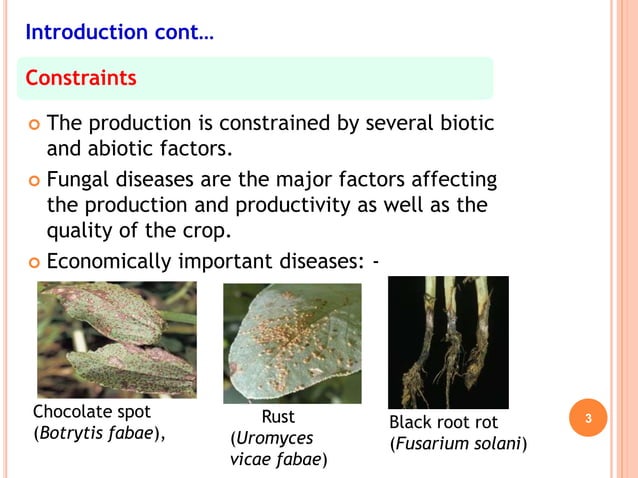 Faba bean root rot defense final.ppt