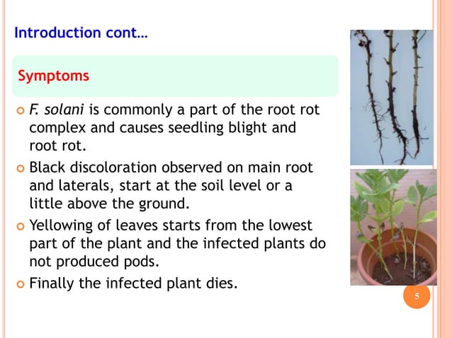 Faba bean root rot defense final.ppt