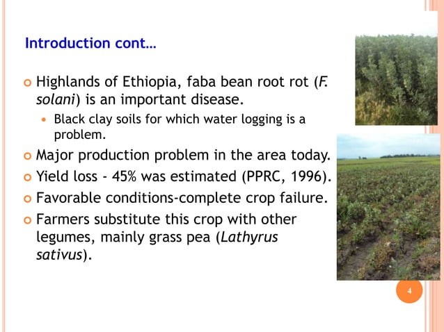 Faba bean root rot defense final_2.ppt