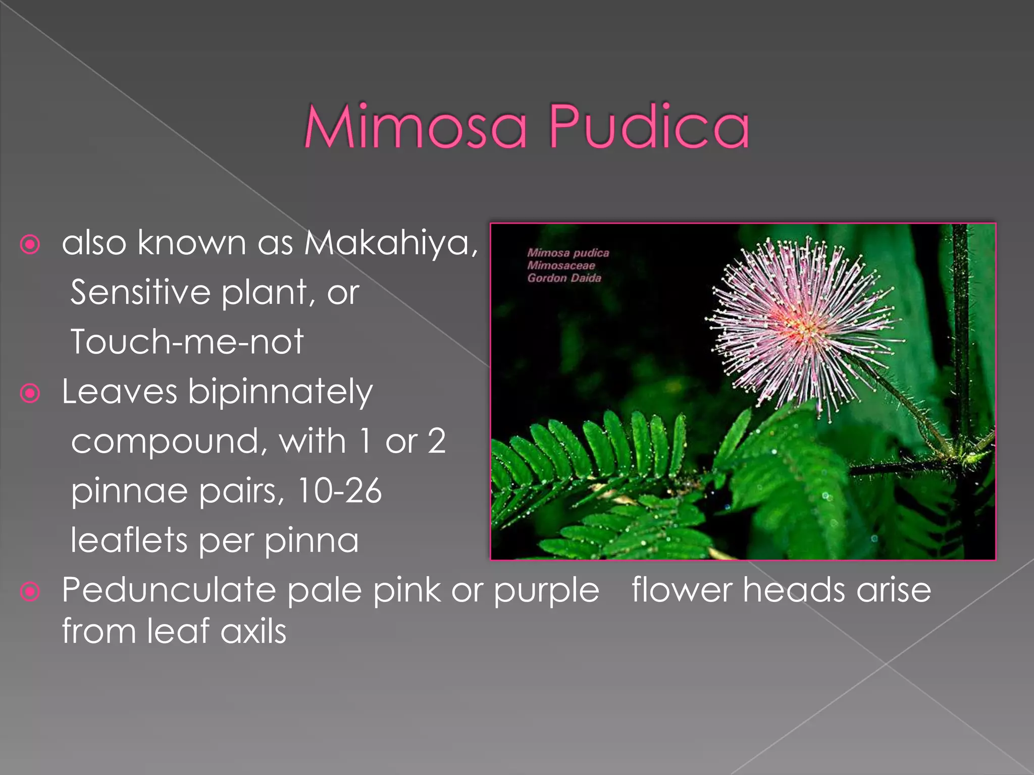 Fabaceae- Mimosoideae | PPTX