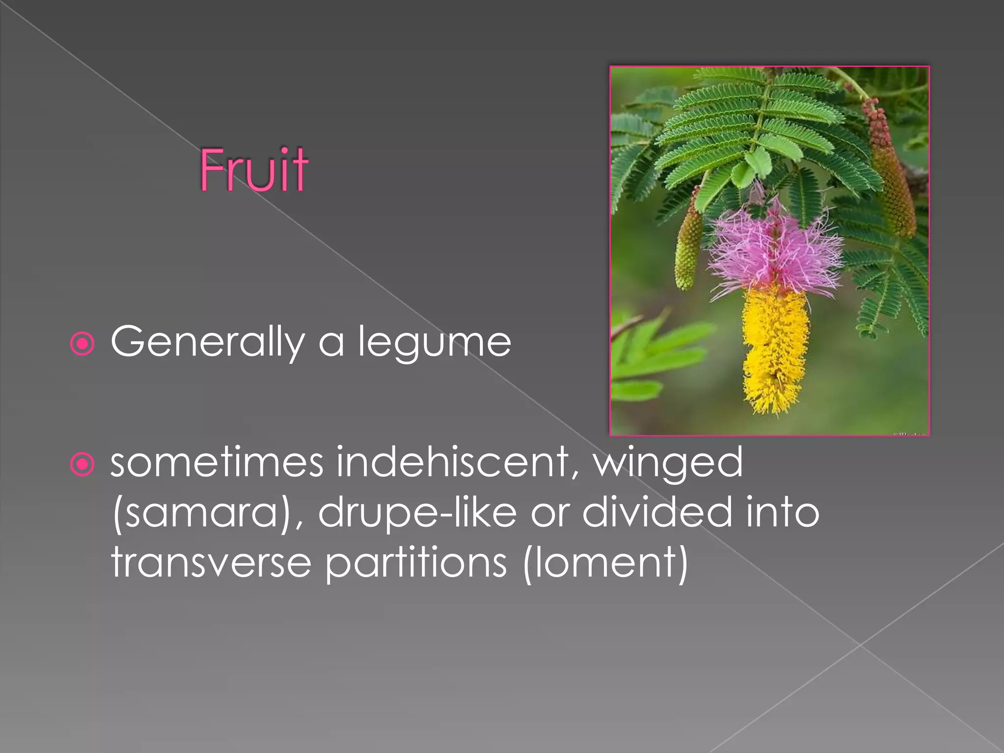 Fabaceae- Mimosoideae | PPTX