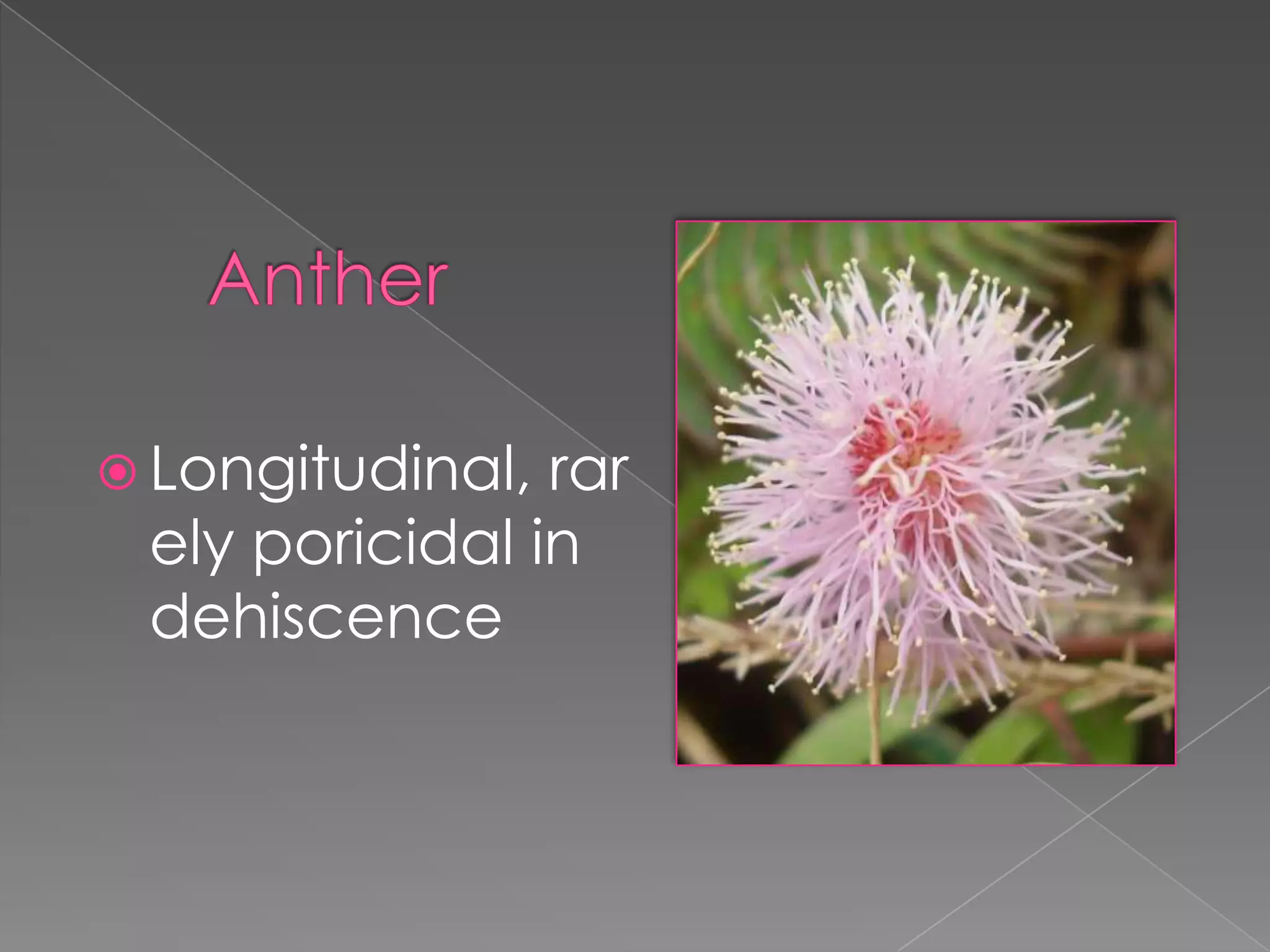 Fabaceae- Mimosoideae | PPTX