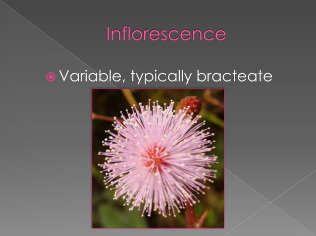 Fabaceae- Mimosoideae | PPTX | Gardening | Home & Garden