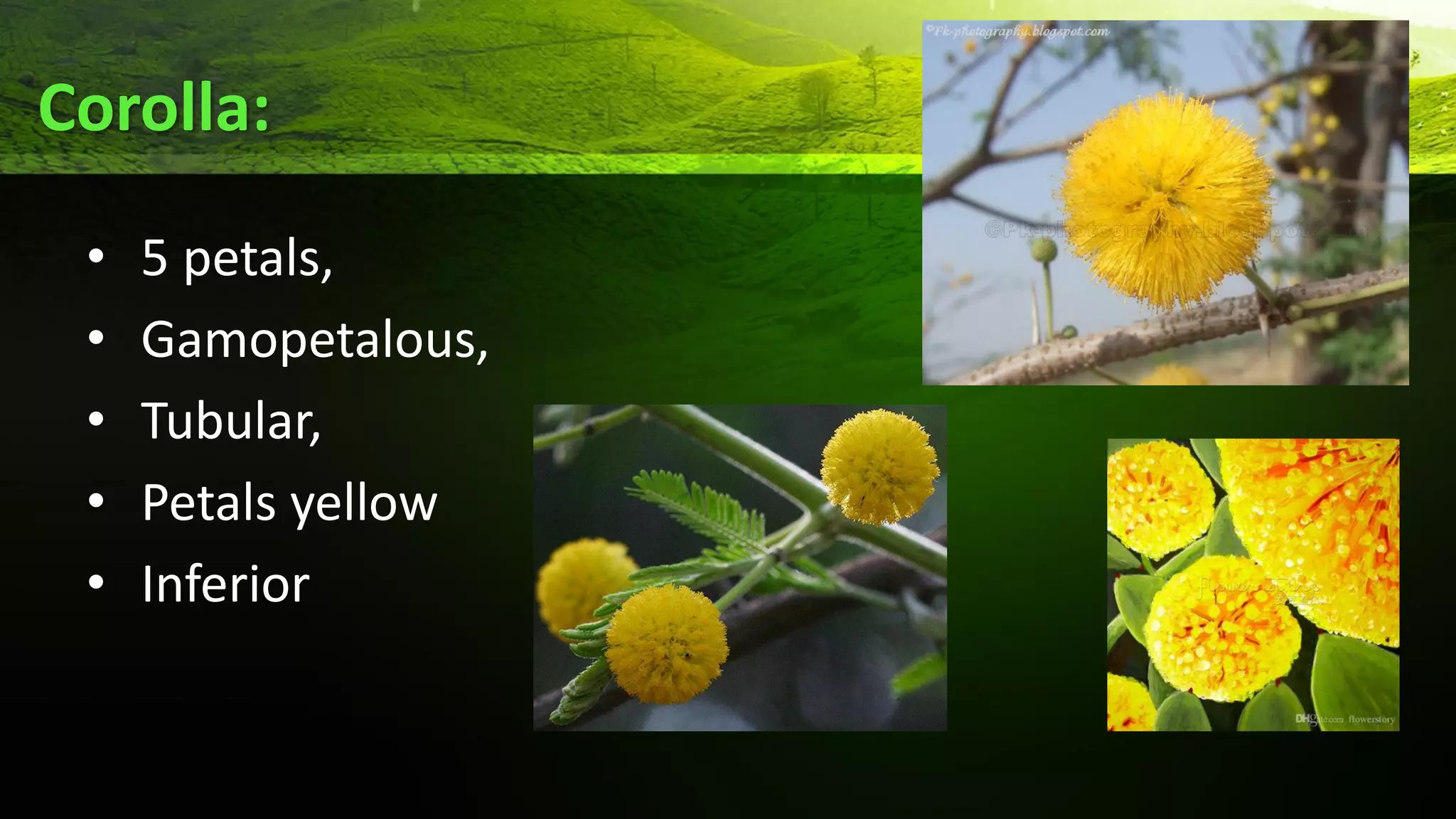 Family Fabaceae | PDF