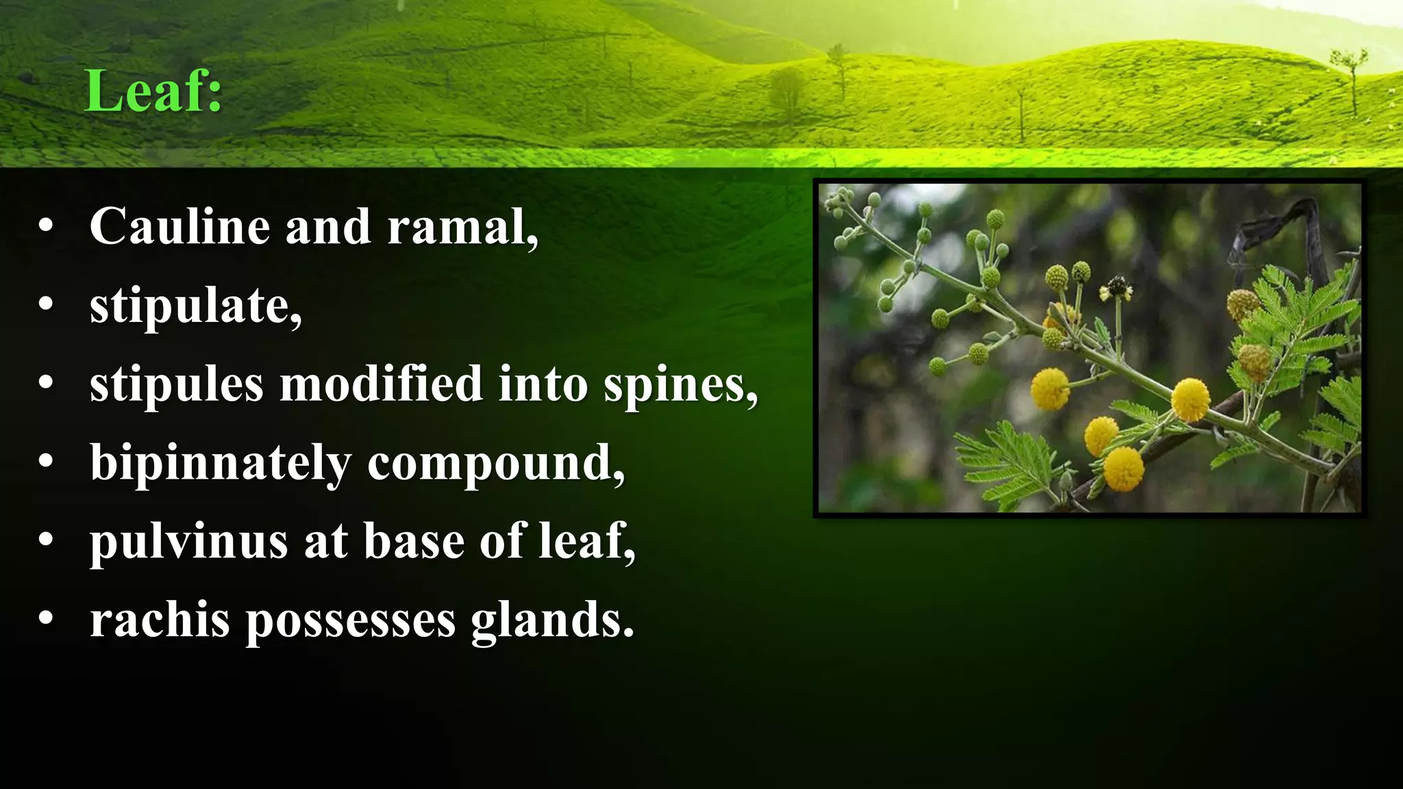 Family Fabaceae | PDF