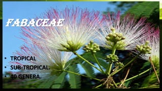 Family Fabaceae | PDF