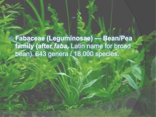 Fabaceae (2) (Caesal) | PPTX
