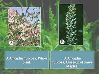 Fabaceae (2) (Caesal) | PPTX