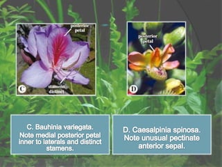 Fabaceae (2) (Caesal) | PPTX