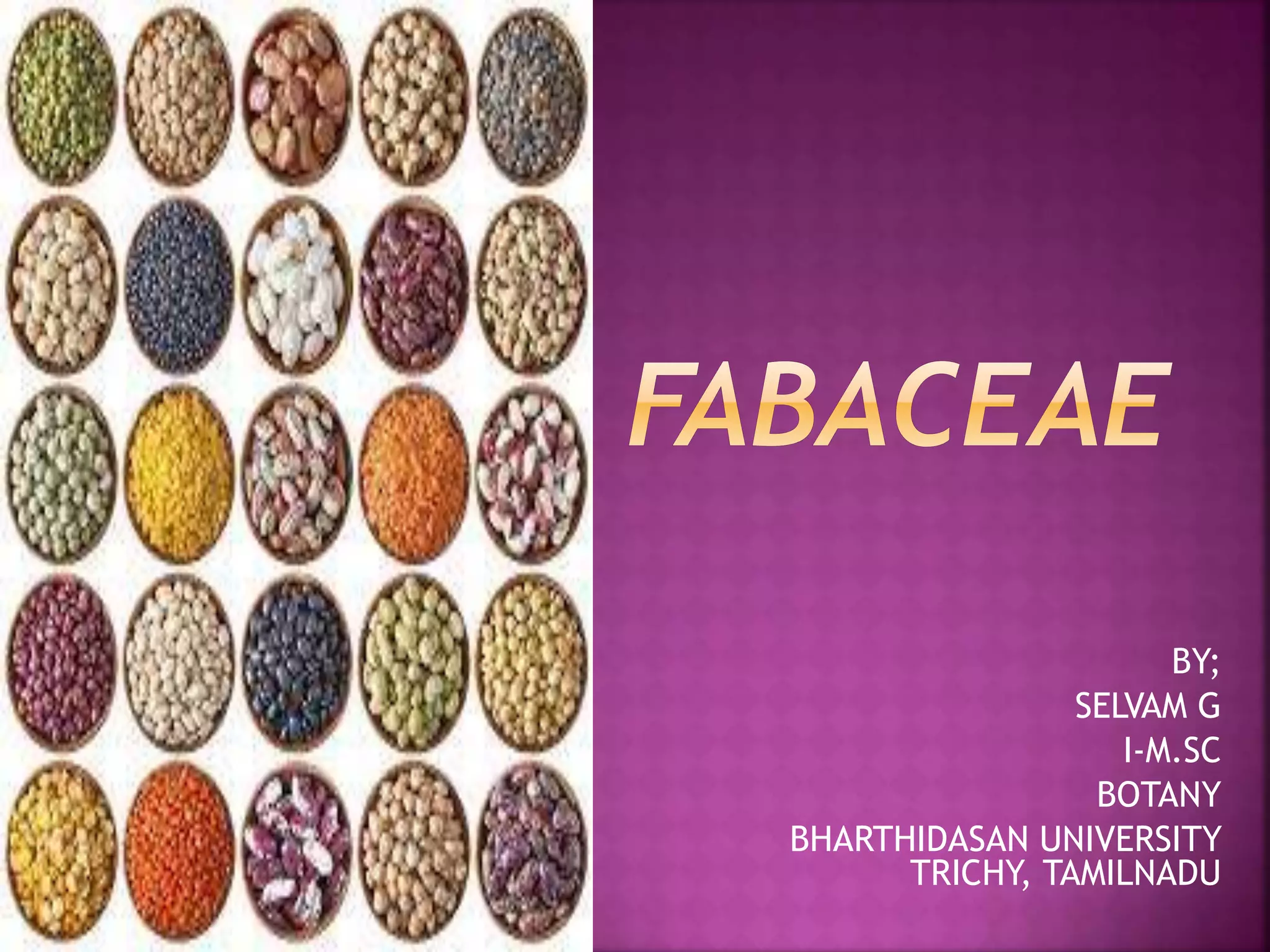 Fabaceae IN TAXONOMY | PPTX