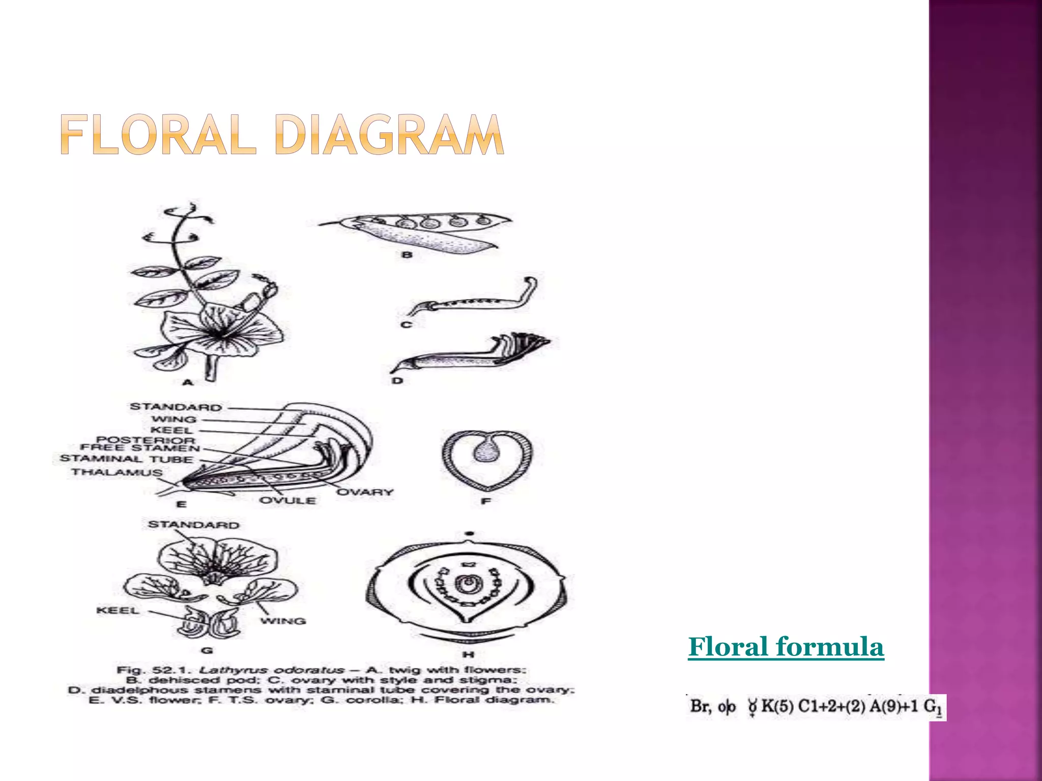 Fabaceae IN TAXONOMY | PPTX