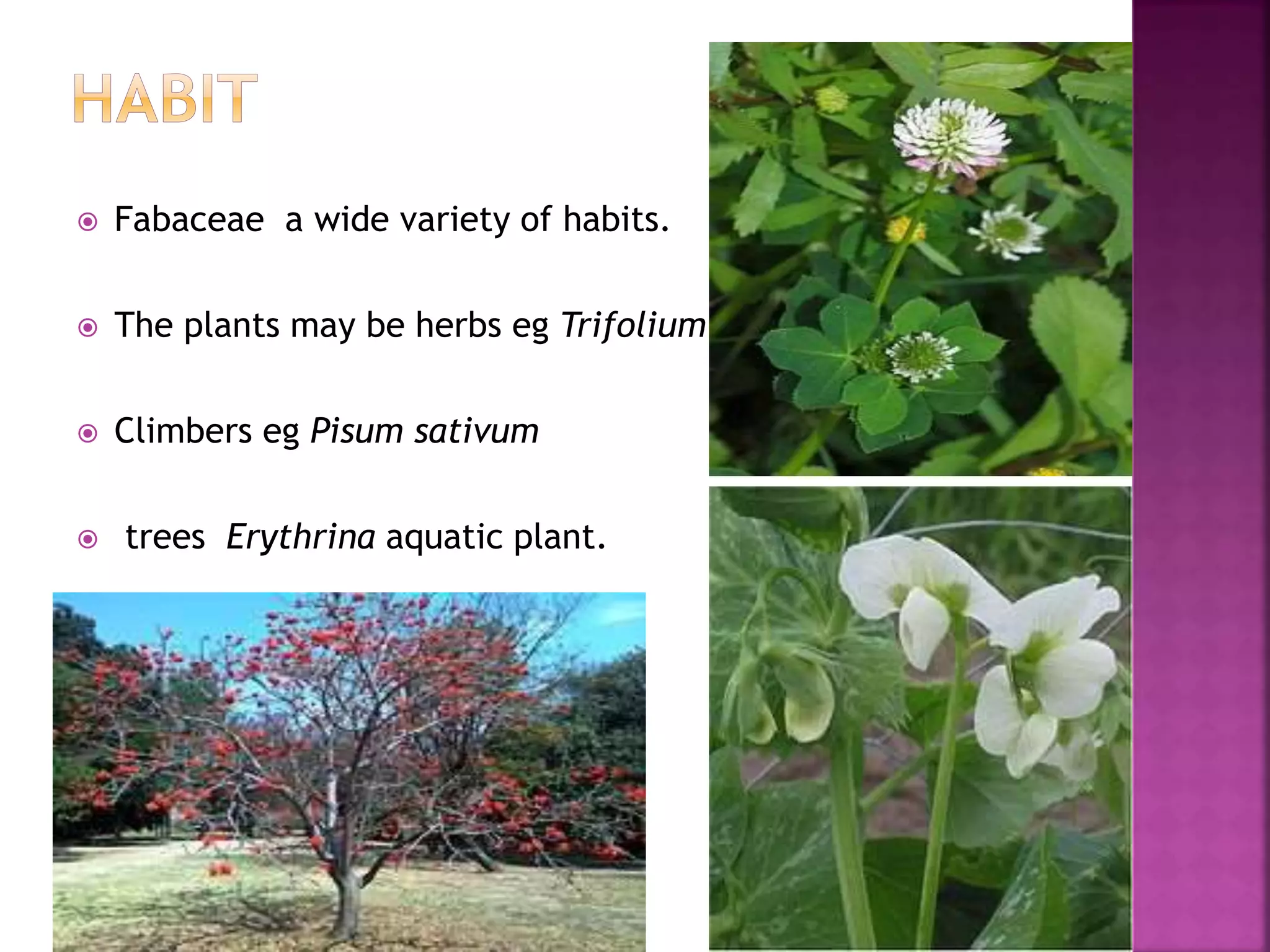 Fabaceae IN TAXONOMY | PPTX