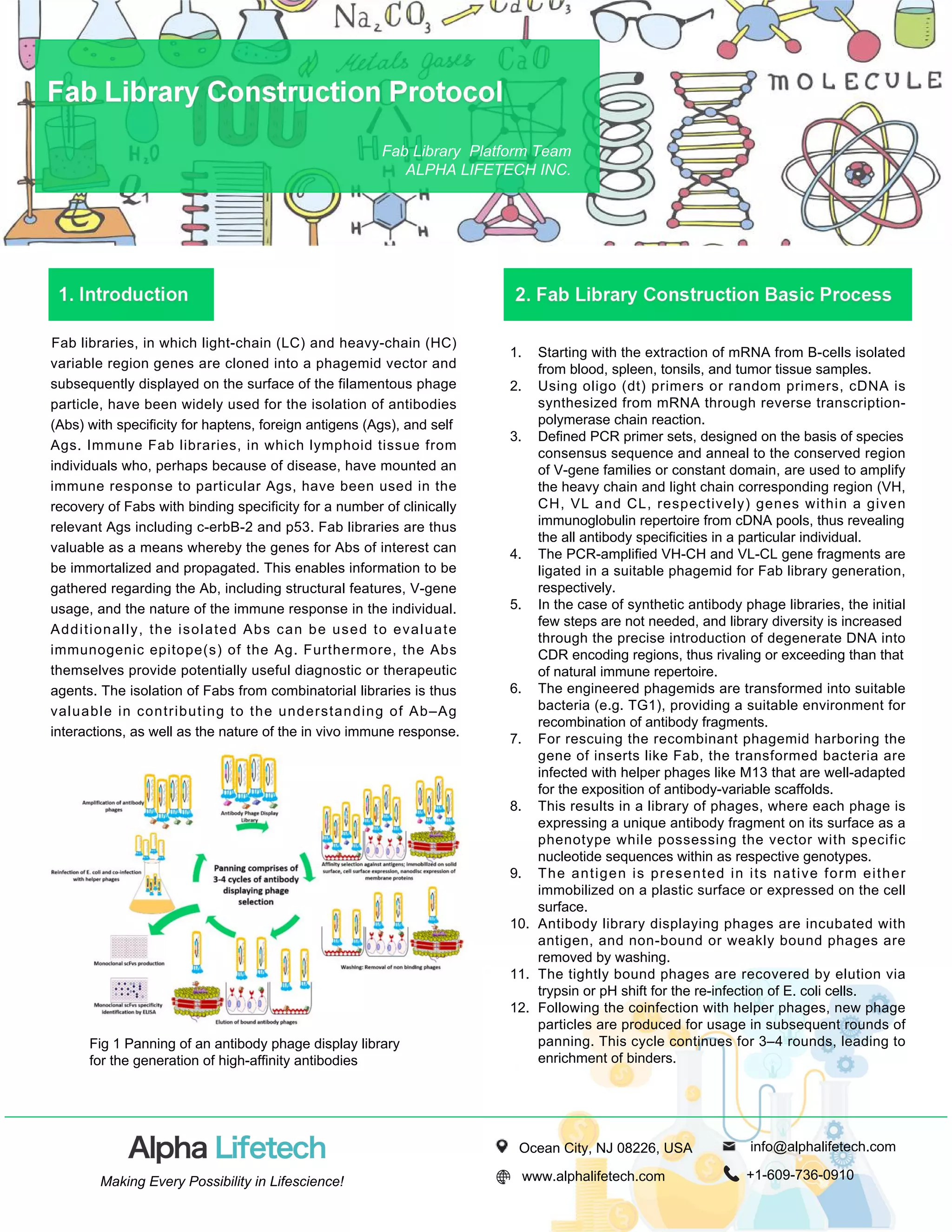 Fab library construction protocol.pdf