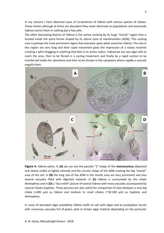 Fabrea salina, the salt loving ciliate | PDF