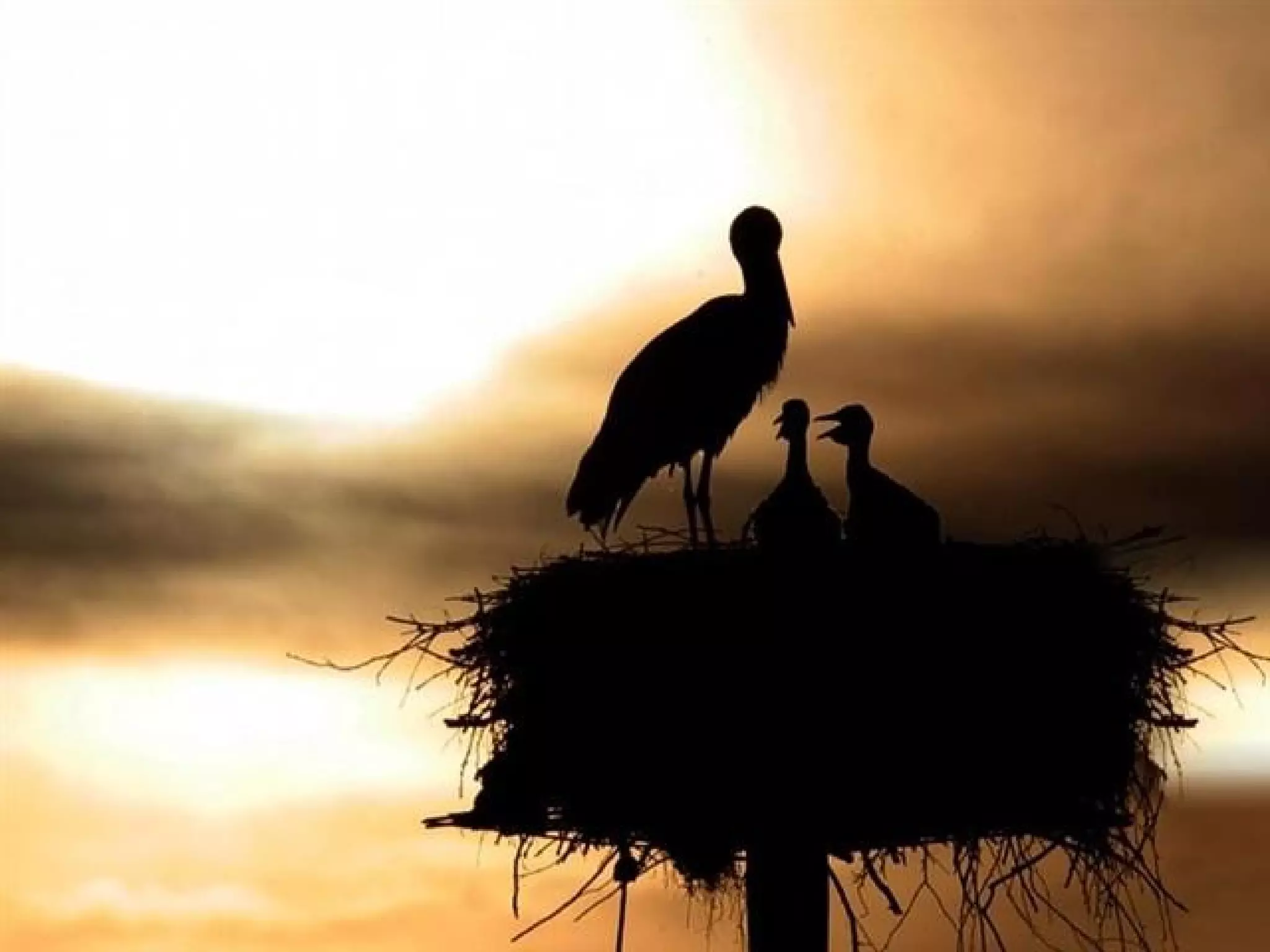 Fabulous Photography | PPS