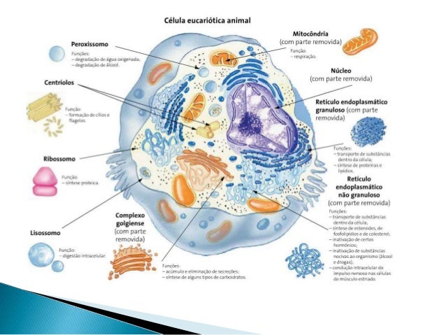 Biologia Com Imagens Estudo Das Celulas Citologia