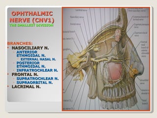 External Face Anatomy