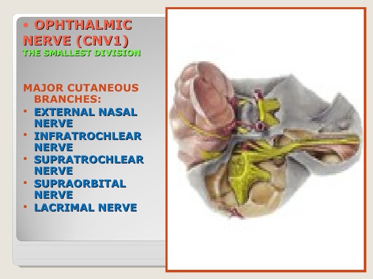 Infratrochlear Nerve
