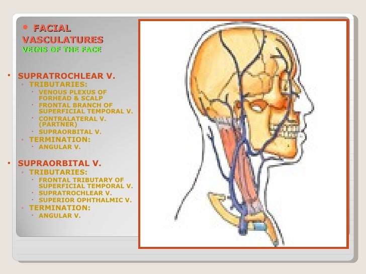 Face Vascular Anatomy