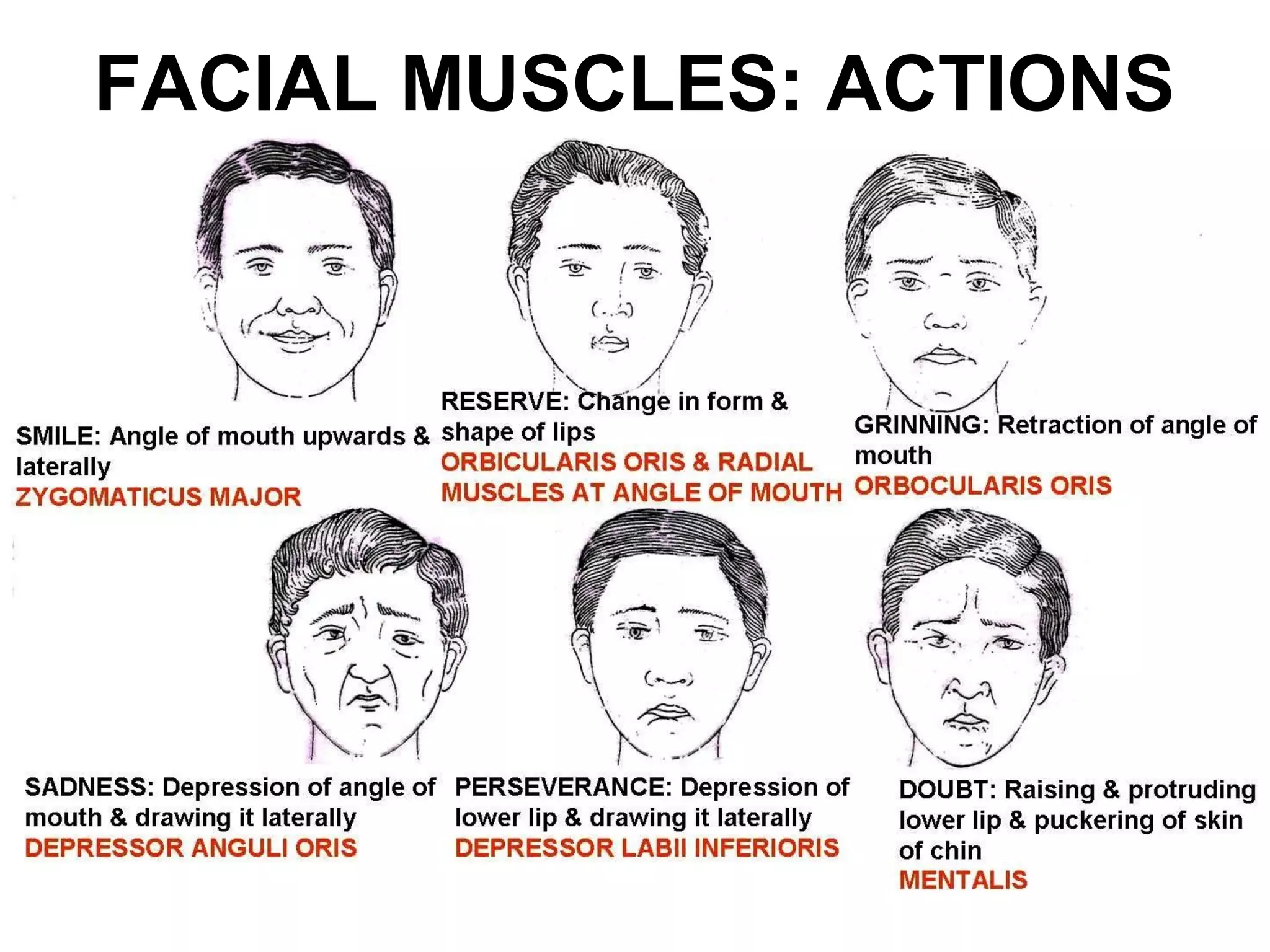 Muscles of facial expression | PPT