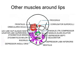 Muscles of facial expression | PPT
