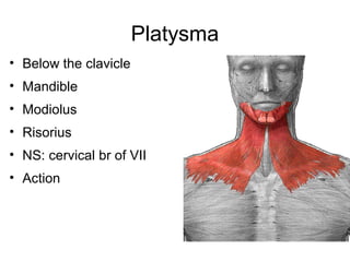 Muscles of facial expression | PPT