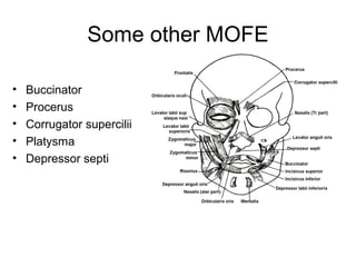 Muscles of facial expression | PPT