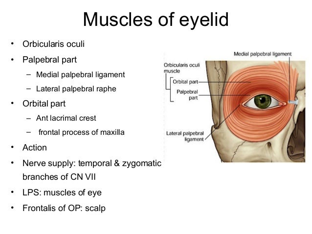 Muscles of facial expression