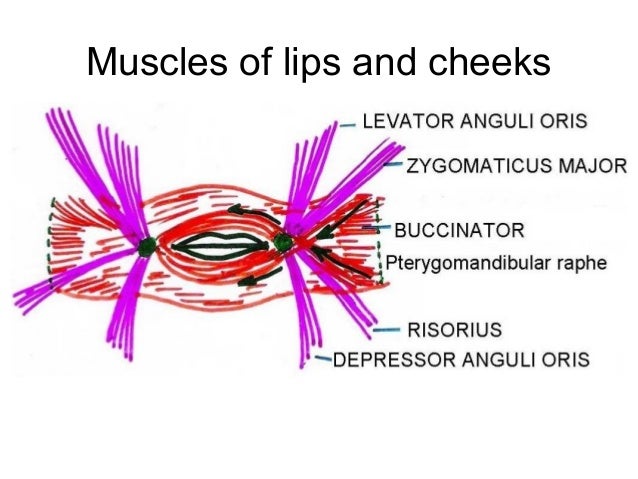 Muscles of facial expression