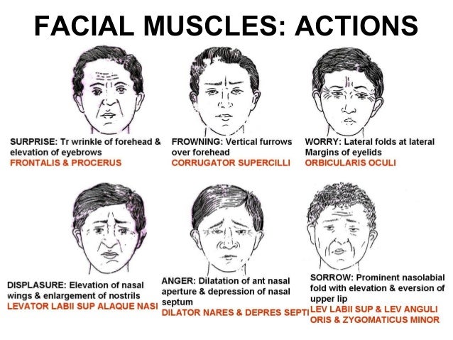 Muscles of facial expression